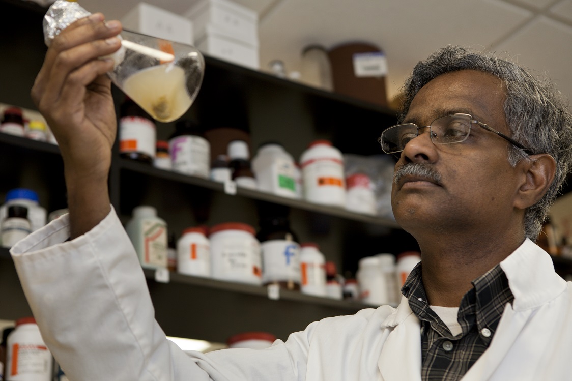 UF scientists closer to finding key to converting algae to biofuel ...