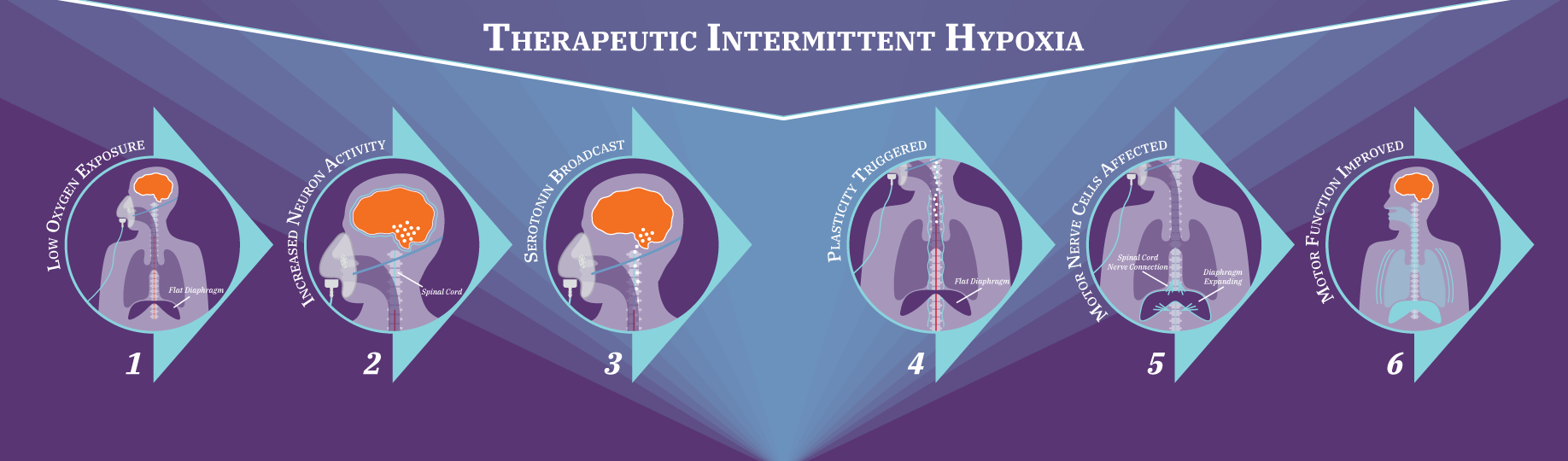 When Less Oxygen Heals - Putting Intermittent Hypoxia to the Test