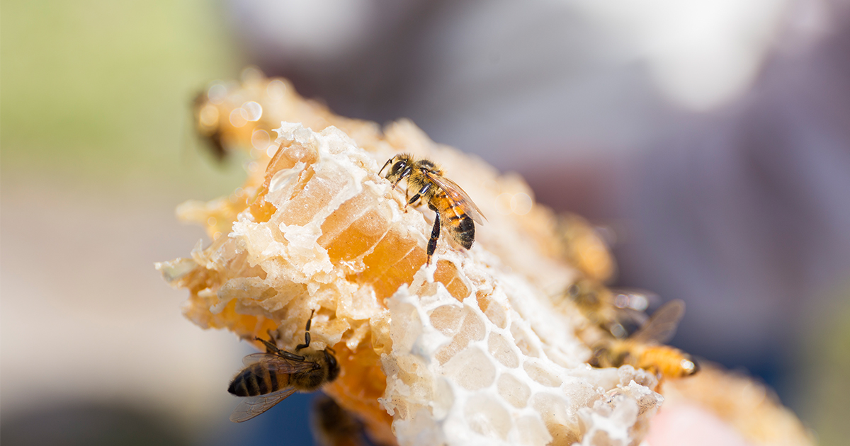 National Honey Bee Day: 10 Things You Didn’t Know about Honey Bees ...