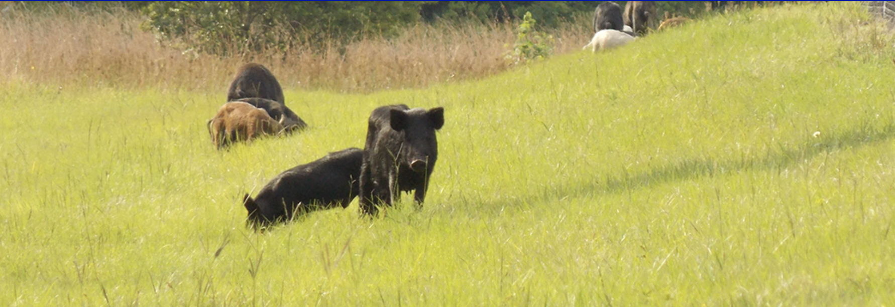 UF researchers use AI datasets to track feral pigs, minimize disease ... UF researchers use AI datasets to track feral pigs, minimize disease ...