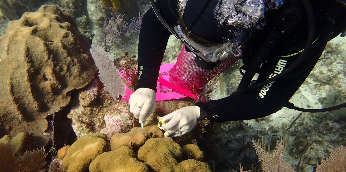 Explore Research at the University of Florida