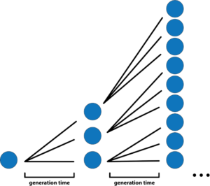 Branching-Process-model - Explore Magazine