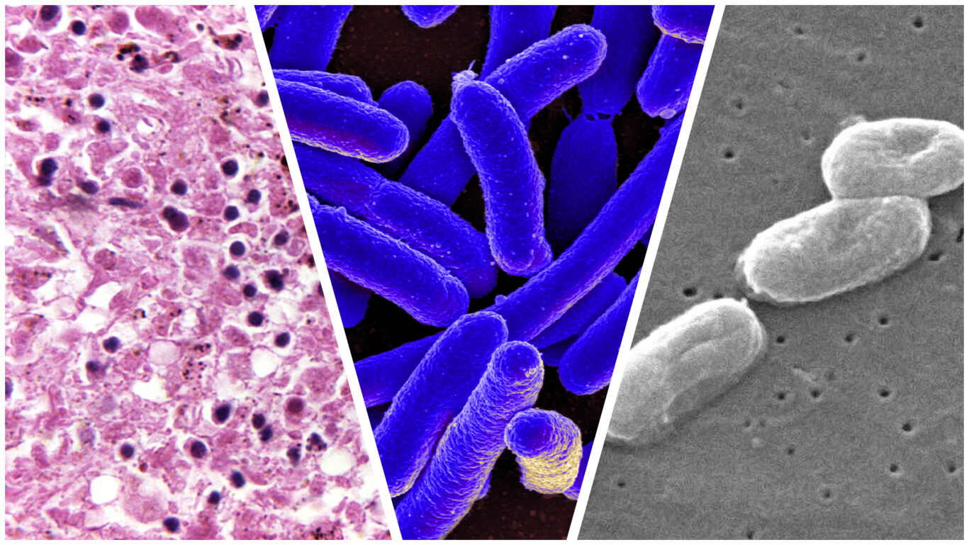 Antibiotic Avengers - Explore Magazine