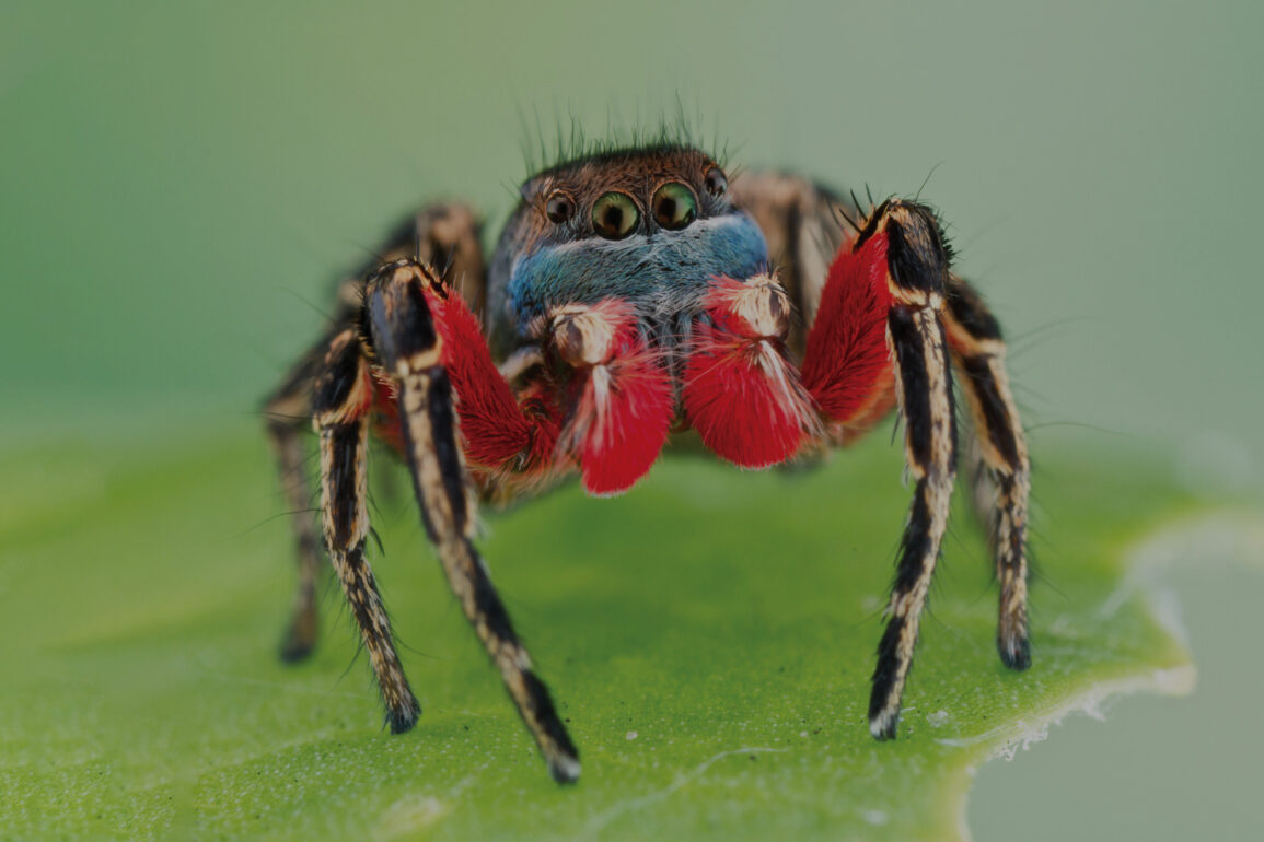 Sea Turtles Without Borders - Explore Magazine at the University of Florida