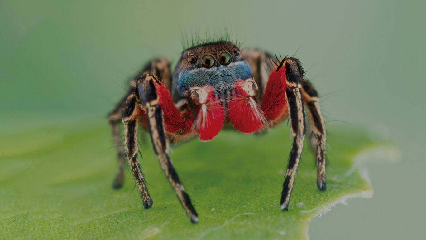 Inside the lab that's revealing spiders' superpowers - Explore Magazine