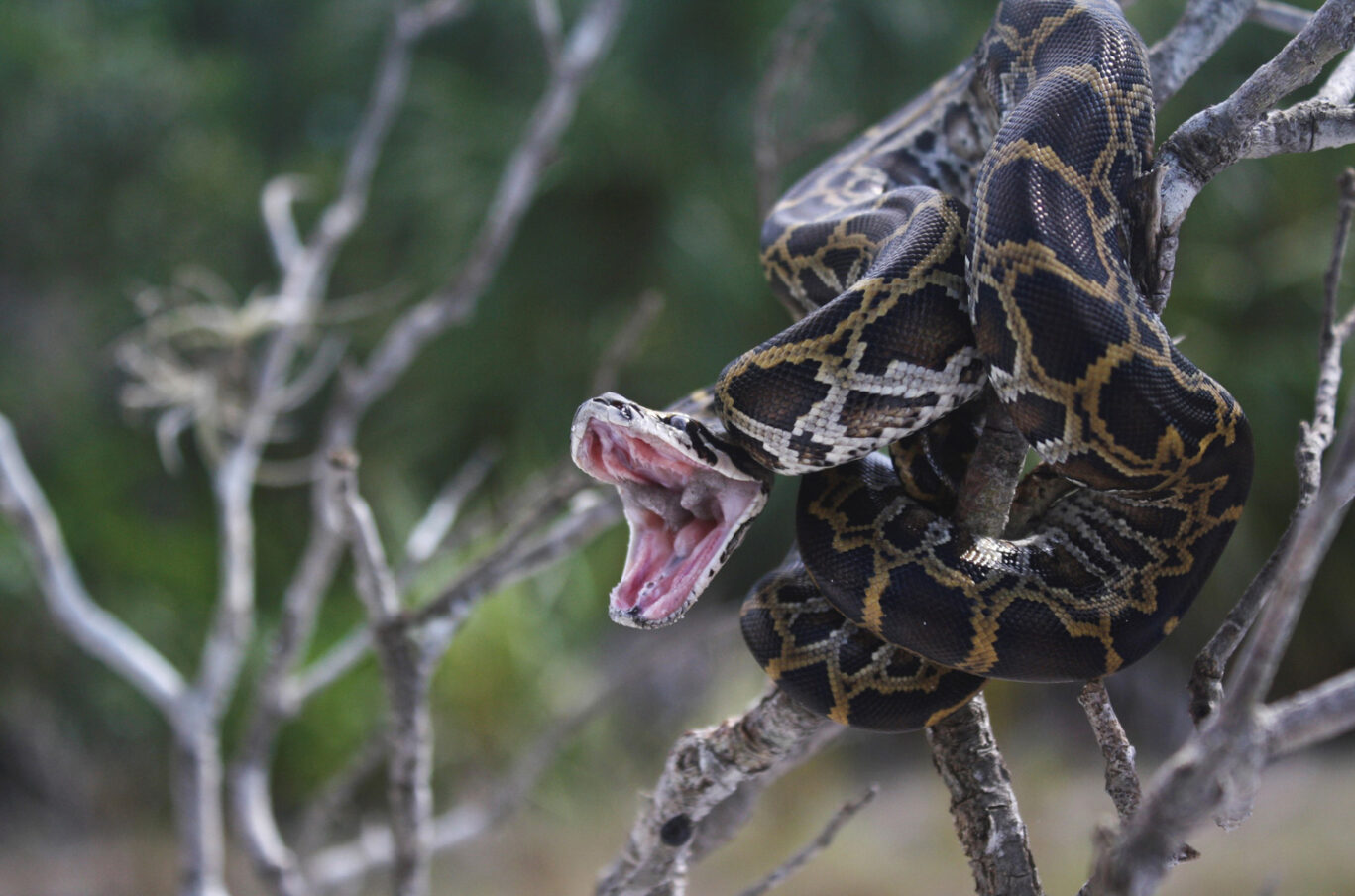 Can tech tackle pythons? - Explore Magazine